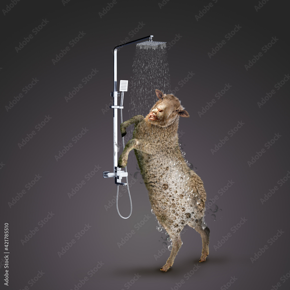 bath sheep, Stock Photo | Adobe Stock