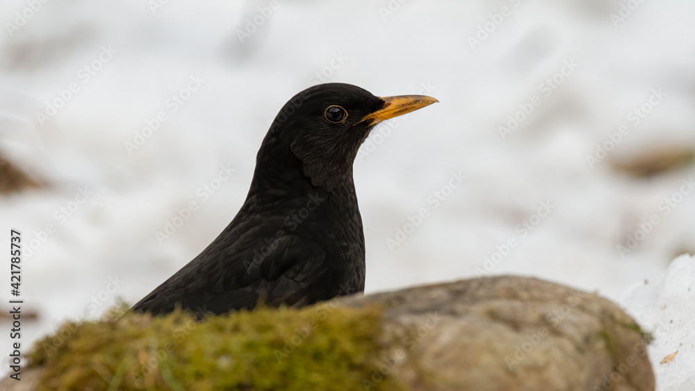 bird, natur, amsel, black, tier, wild lebende tiere, schnabel, gras ...