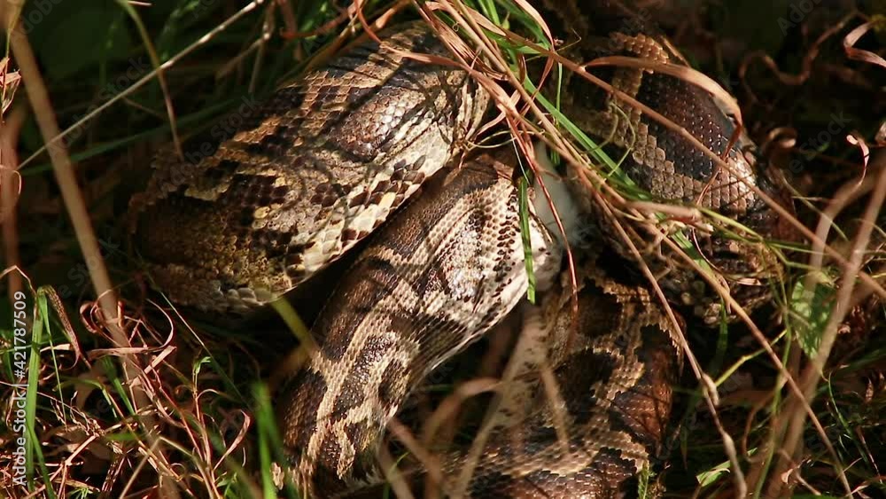 Boa constrictor eats chicken. Close-up of a large spotted python snake ...