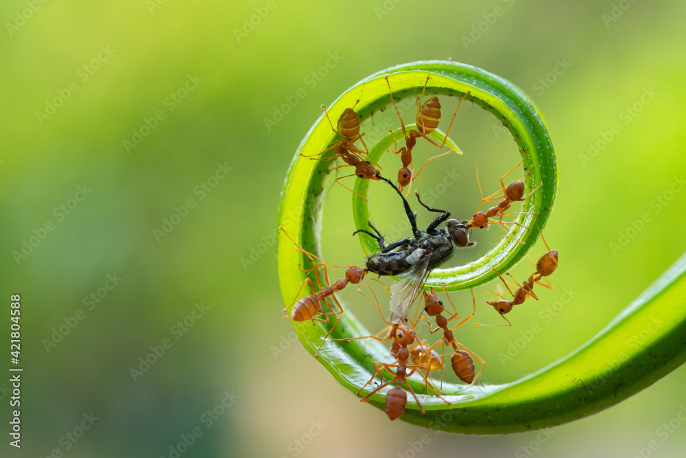 Ant action standing.Red ants are climbing green vines,,Concept team ...