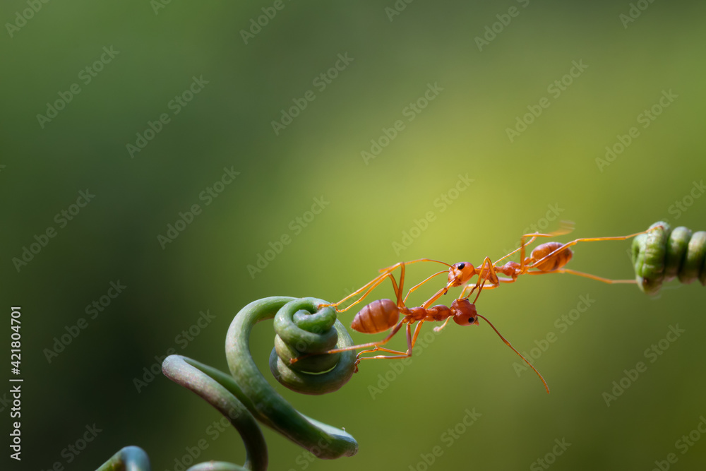 Ant action standing.Ant bridge unity team,Concept team work together ...