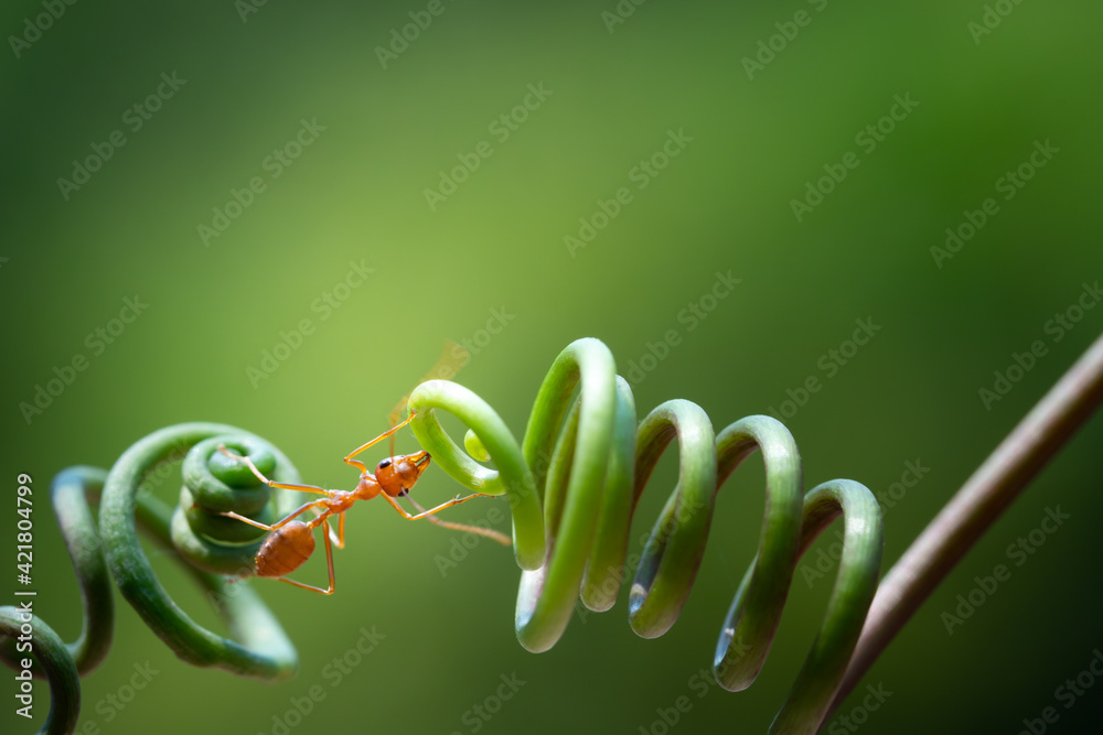 Ant action standing.Ant bridge unity team,Concept team work together ...