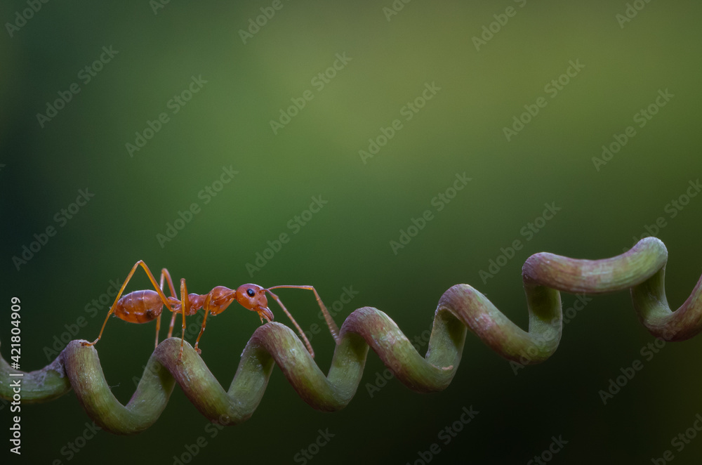 Ant action standing.Ant bridge unity team,Concept team work together ...