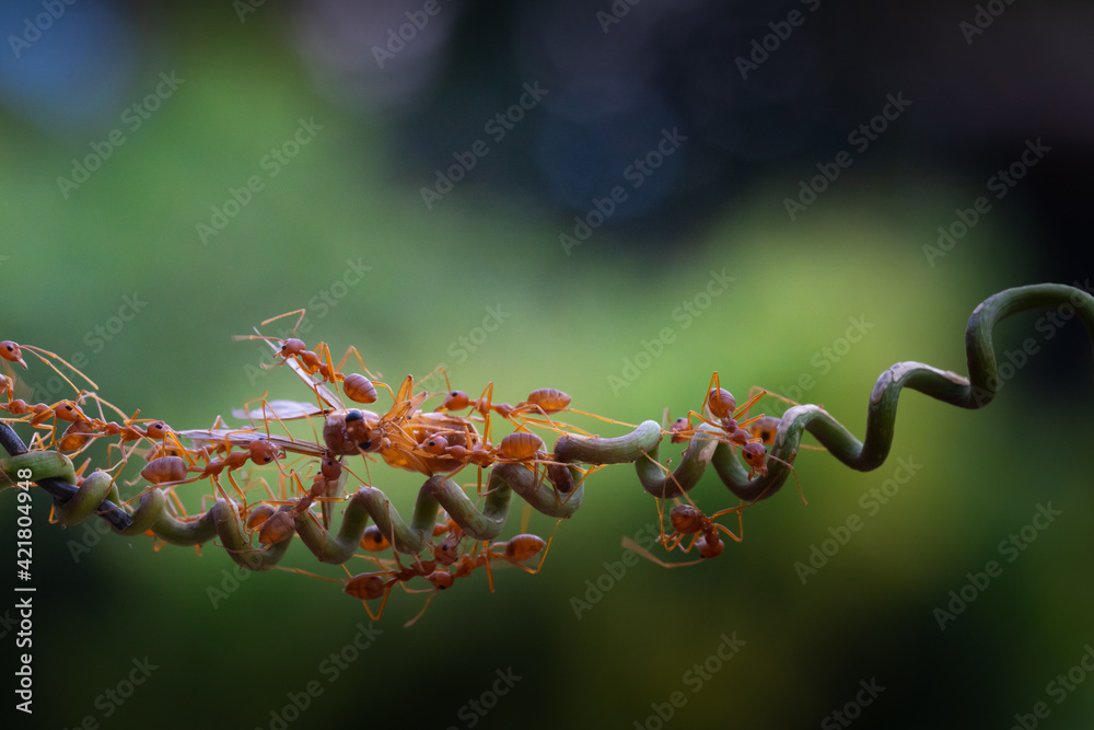 Ant action standing.Ant bridge unity team,Concept team work together ...
