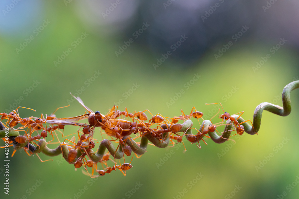 Ant action standing.Ant bridge unity team,Concept team work together ...