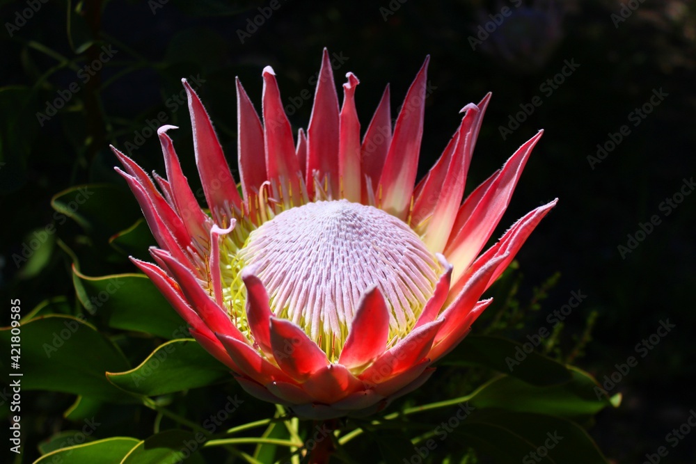 Protea, national flower of South Africa Stock Photo | Adobe Stock