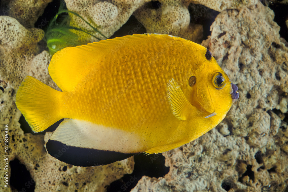 Apolemichthys trimaculatus, the threespot angelfish or flagfin ...