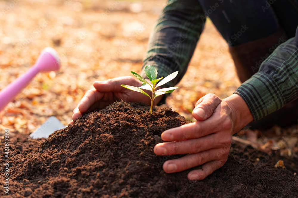 Human hands plant seedlings or trees for the World Soil Day and World ...