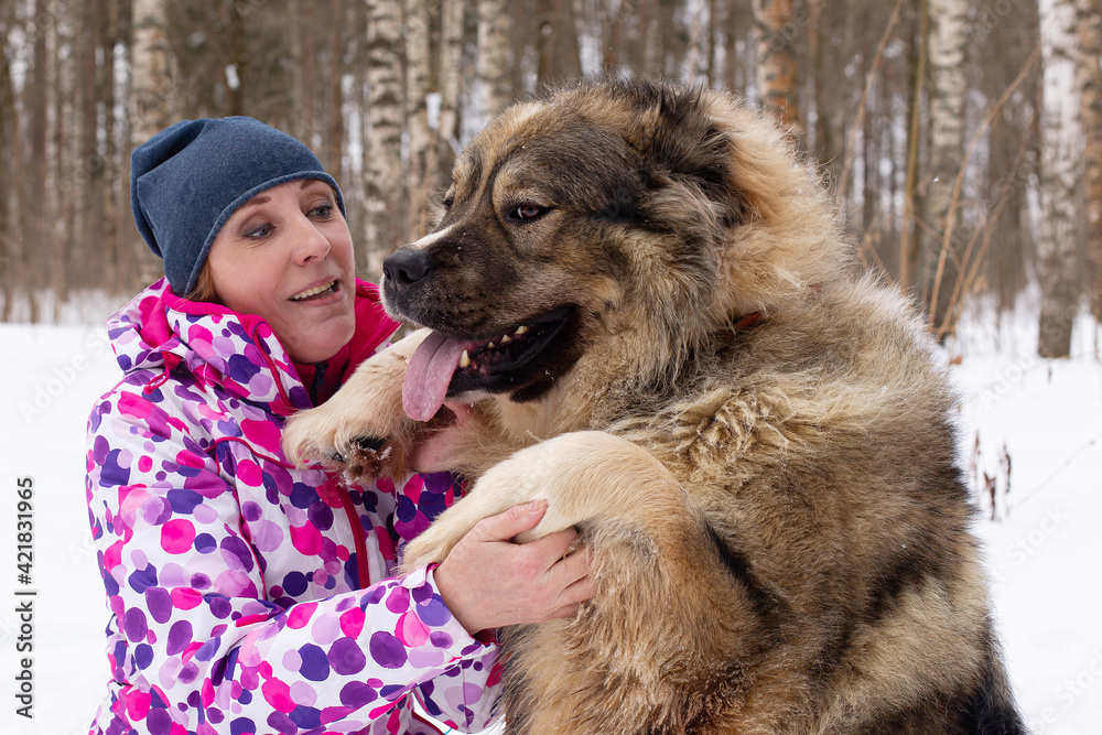 Big Caucasian Ovcharka