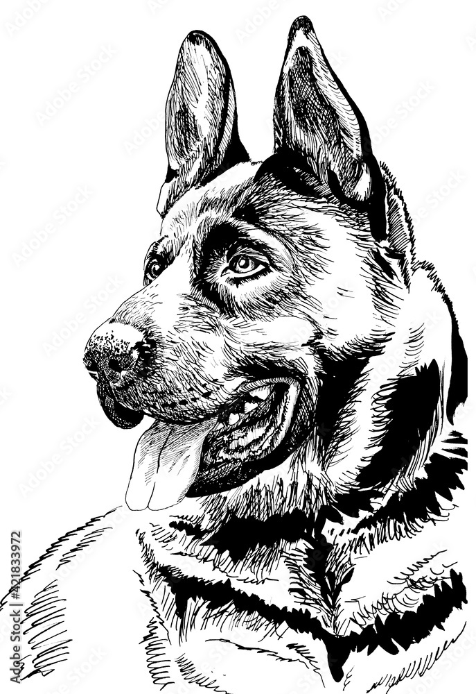 line drawing of german shepherd Stock Illustration | Adobe Stock