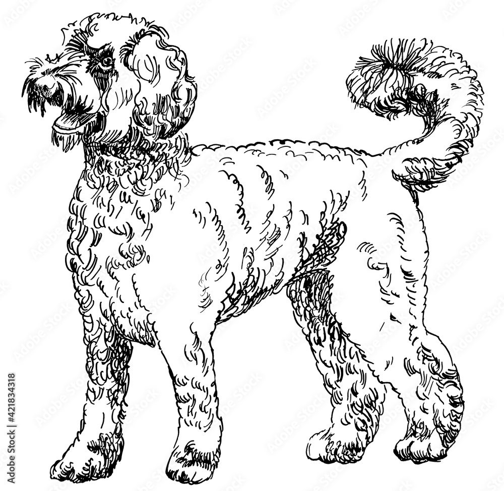 line drawing of labradoodle Stock Illustration | Adobe Stock