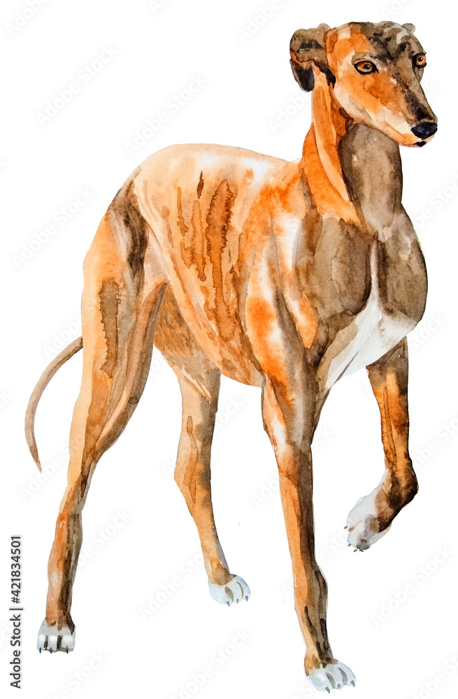 watercolor drawing of greyhound Stock Illustration | Adobe Stock