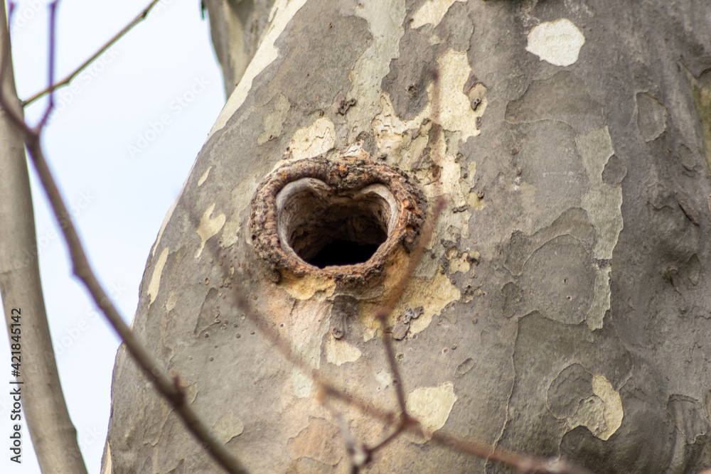 Ring-necked parakeet Psittacula krameri breeding in a breeding burrow ...