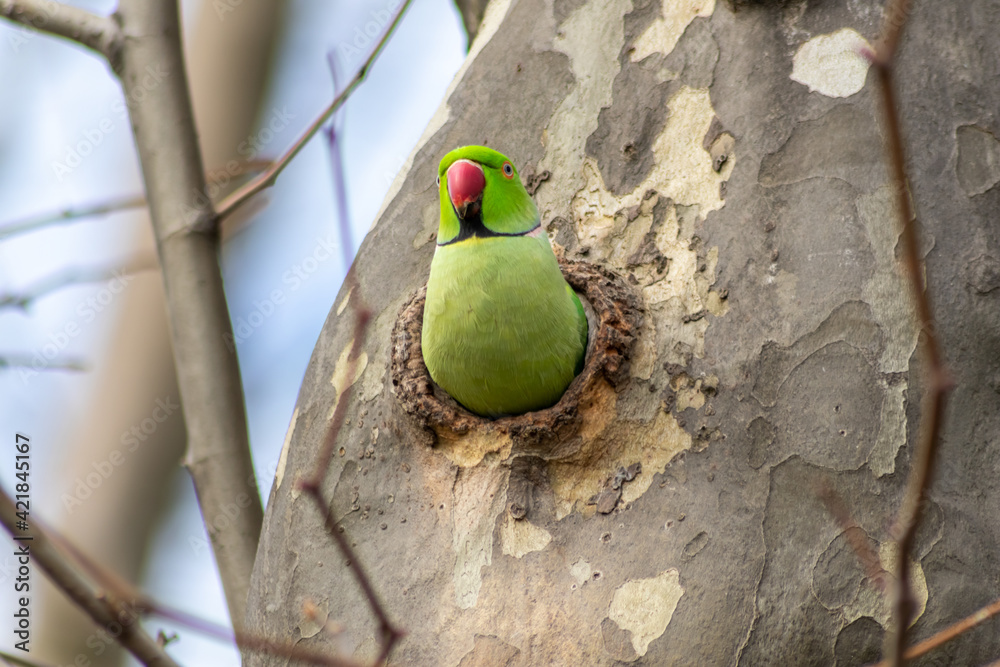 Ring-necked parakeet Psittacula krameri breeding in a breeding burrow ...