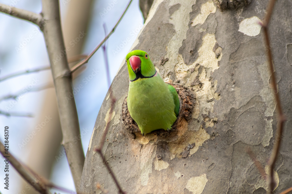 Ring-necked parakeet Psittacula krameri breeding in a breeding burrow ...