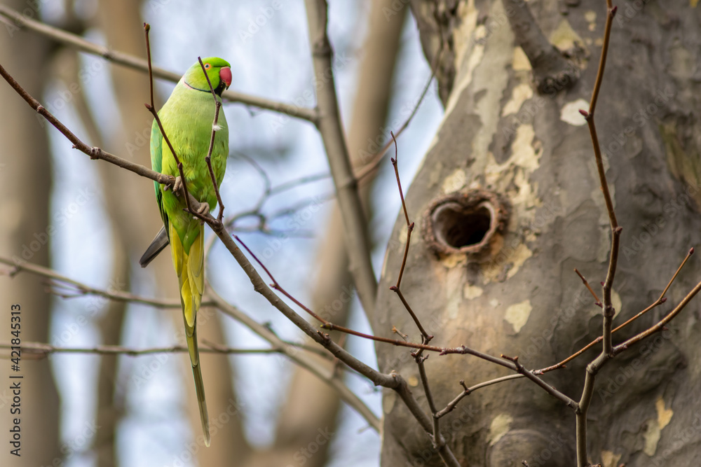 Ring-necked parakeet Psittacula krameri breeding in a breeding burrow ...