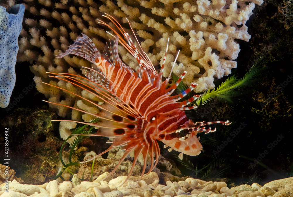 The spotfin lionfish or broadbarred firefish (Pterois antennata) is a ...