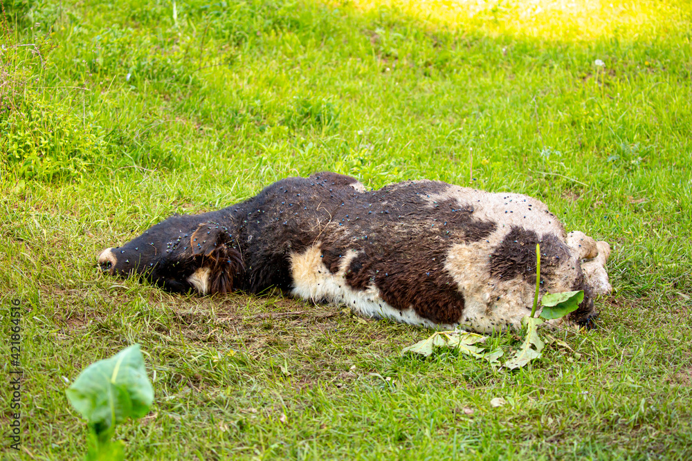 Fotka „The death of cattle. A dead rotting cow lies in a meadow ...