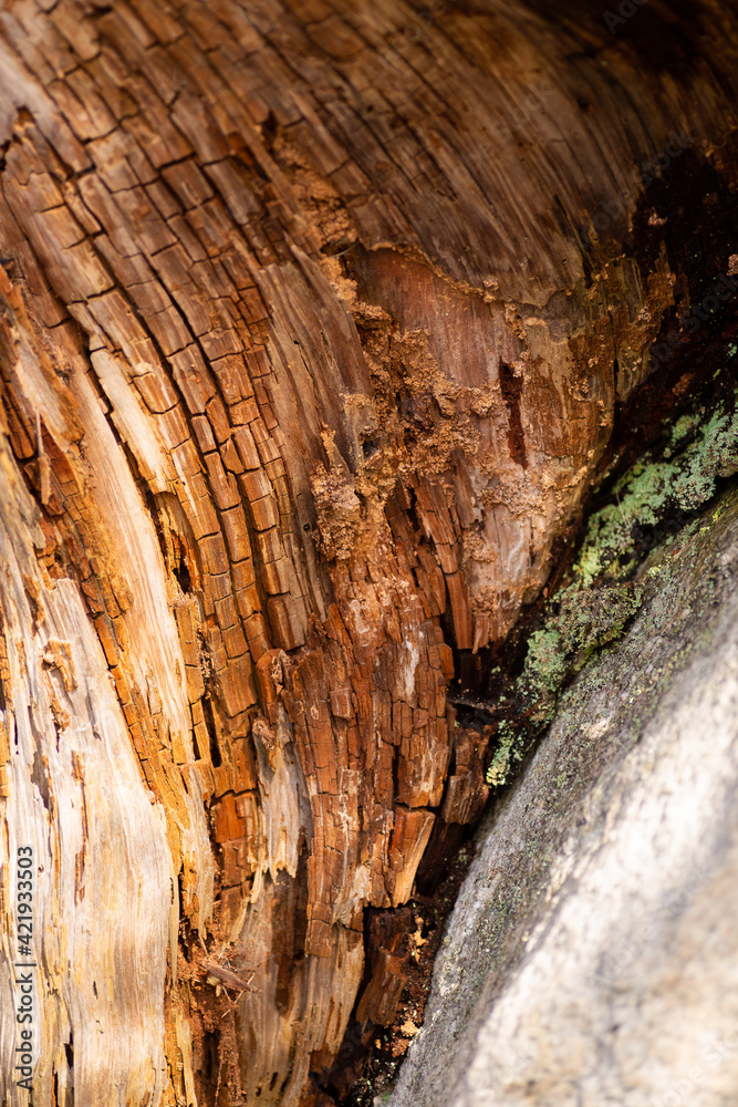 Wood growing into rock texture Stock Photo | Adobe Stock