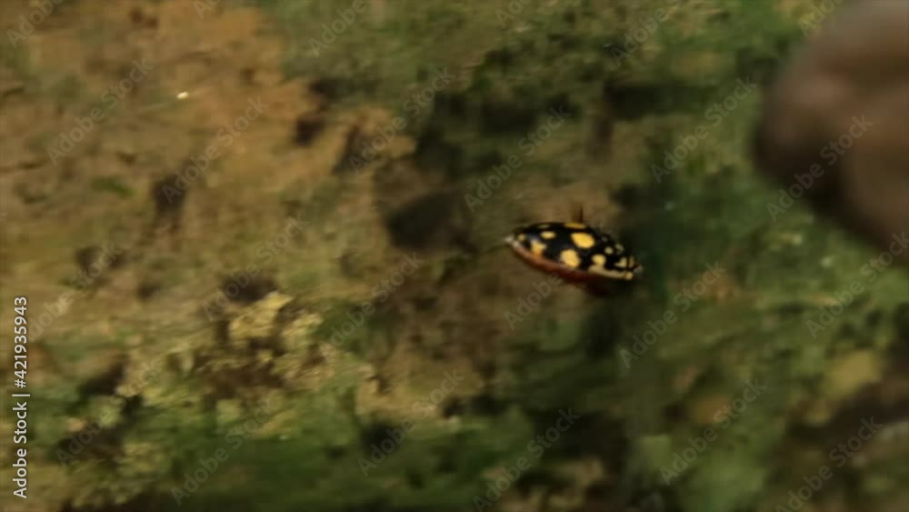 This video shows a sunburst diving beetle (Thermonectus marmoratus ...