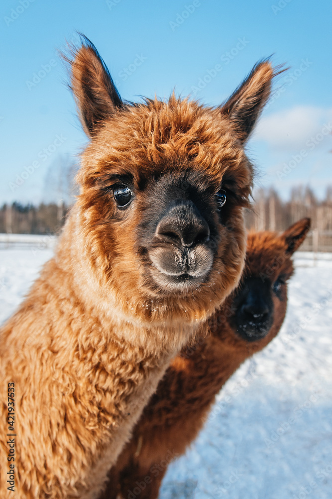 Alpaca Smiling