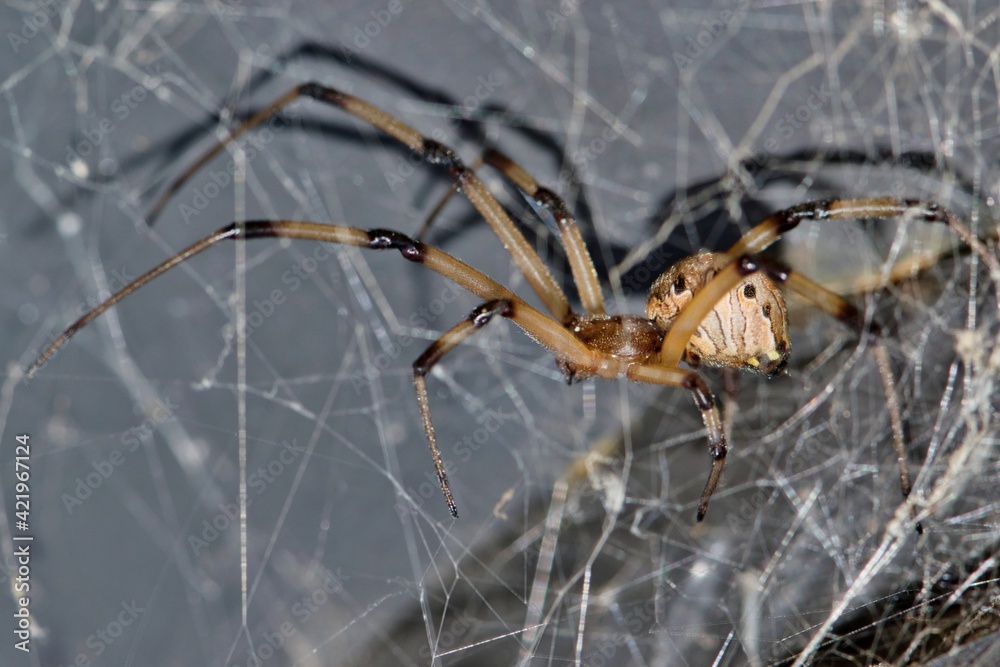 Brown Widow Spider (Latrodectus geometricus) in its web in Houston, TX ...