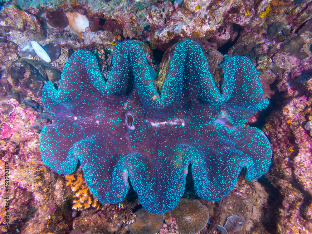 Foto de Giant clam (Tridacna gigas) are the largest living bivalve ...