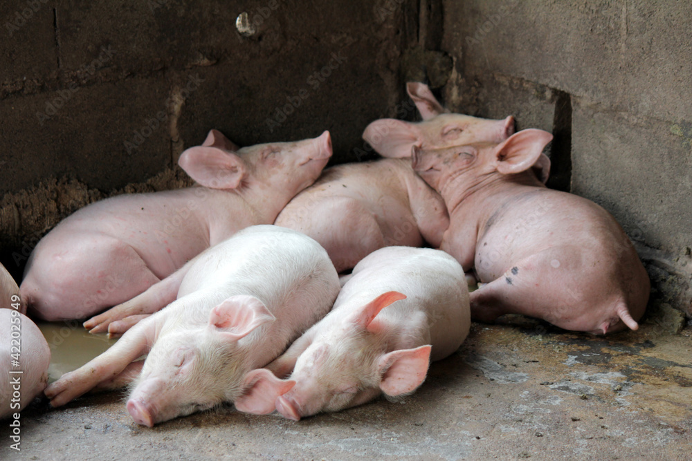 Small Pigs In The Stable Are Eating And Growing. To Send To The ...