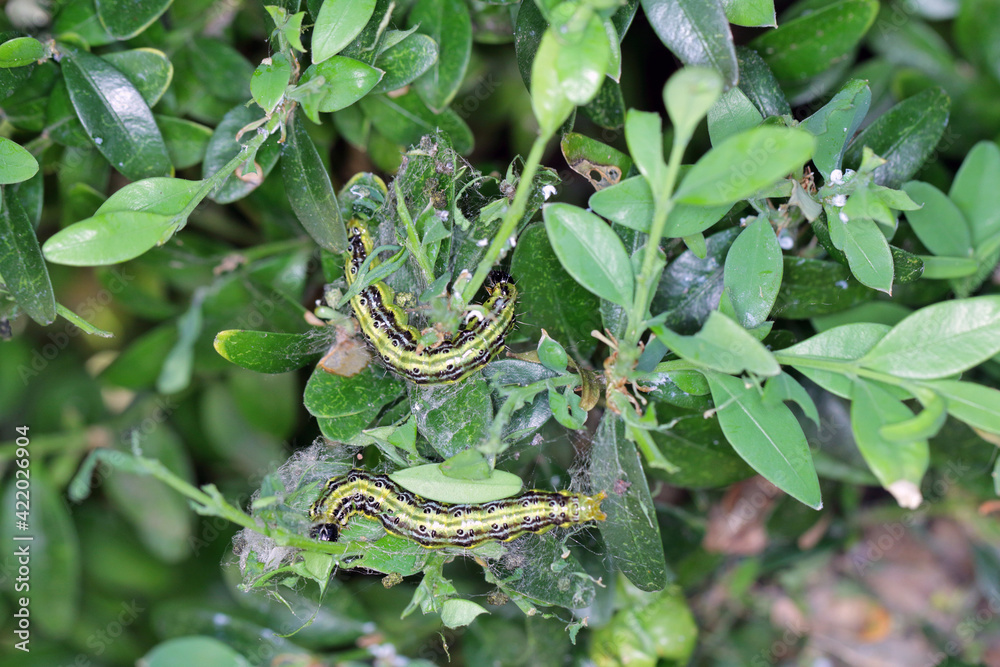 Box tree moth Cydalima perspectalis caterpillars in the garden on ...