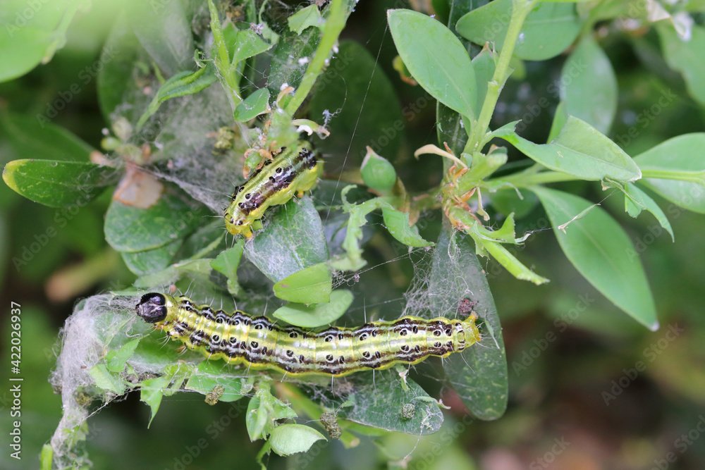 Box tree moth Cydalima perspectalis caterpillars in the garden on ...