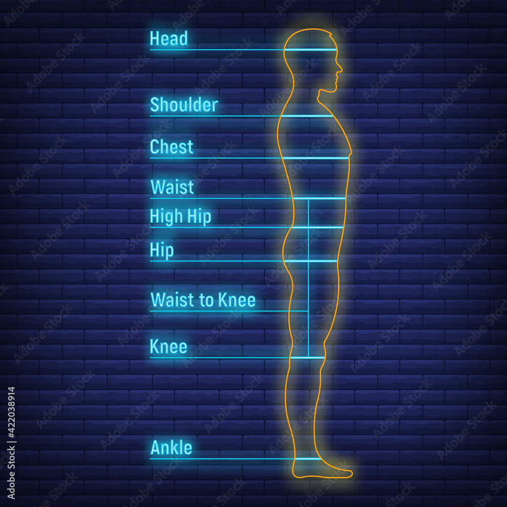 Female, male neon glow size chart anatomy human, people dummy front ...