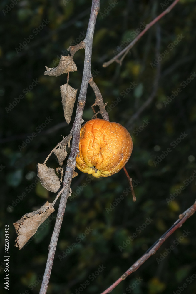 Verschrumpelter, trockener, verdorrter, runzliger Apfel an einem kahlen ...