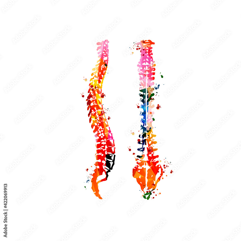 Colorful human spine anatomy, spinal cords, anatomical poster with ...
