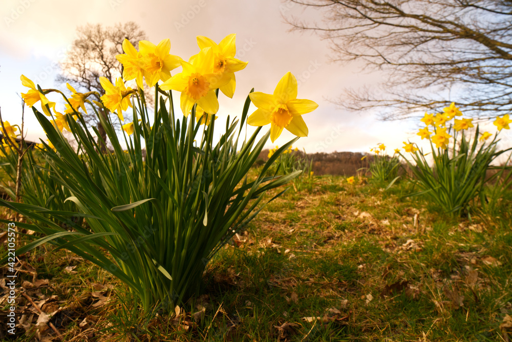 Foto de Easter daffodils become a symbol of the Resurrection throughout ...