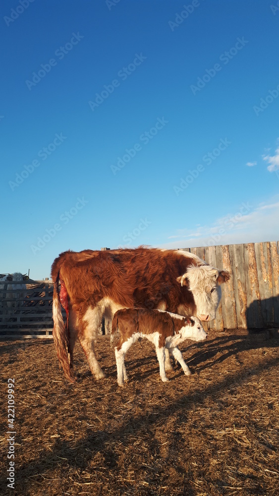 Newborn Baby Calf and Cow with Placenta in Sunset Light. Red Fluffy ...