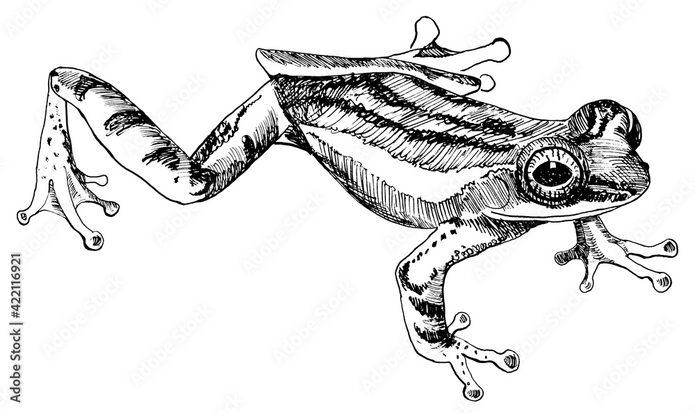 line drawing of frog Stock Illustration | Adobe Stock
