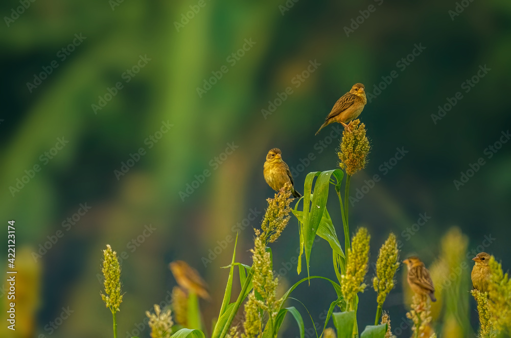 Weaver birds sitting on the crops in field Stock Photo | Adobe Stock
