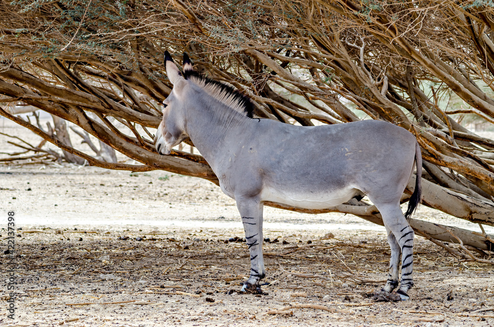 Somali wild donkey (Equus africanus) in nature reserve of the Middle ...