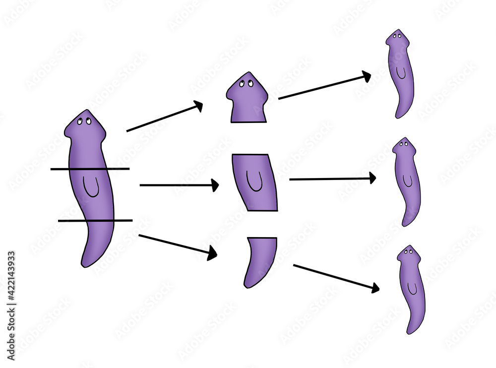 Planaria, proliferation by regeneration. When Planaria is divided into ...