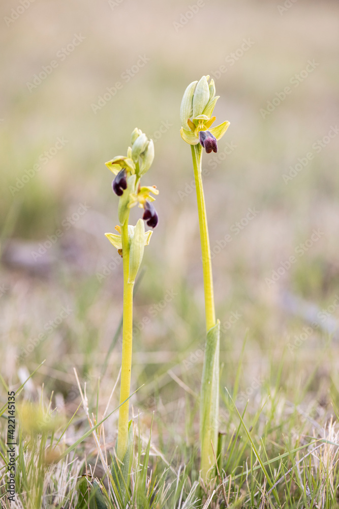 orquídea salvaje, planta, peligro de extinción Stock Photo | Adobe Stock