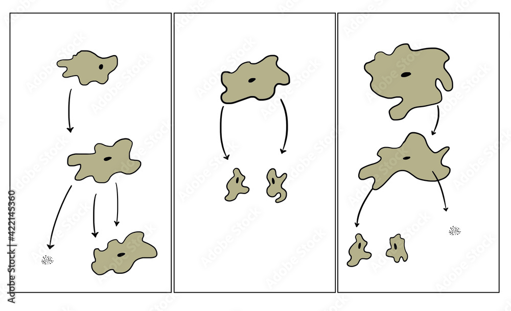 Cell division. amoeba single cell division example Stock Illustration ...