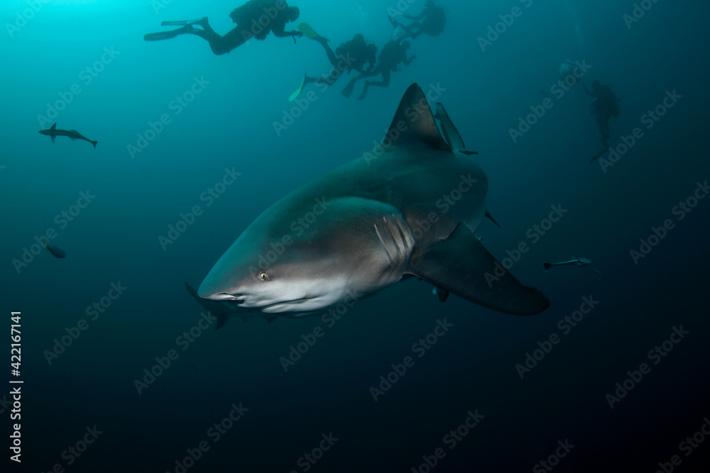 Bull shark during dive. Sharks in South Africa. Marine life in Indian ...