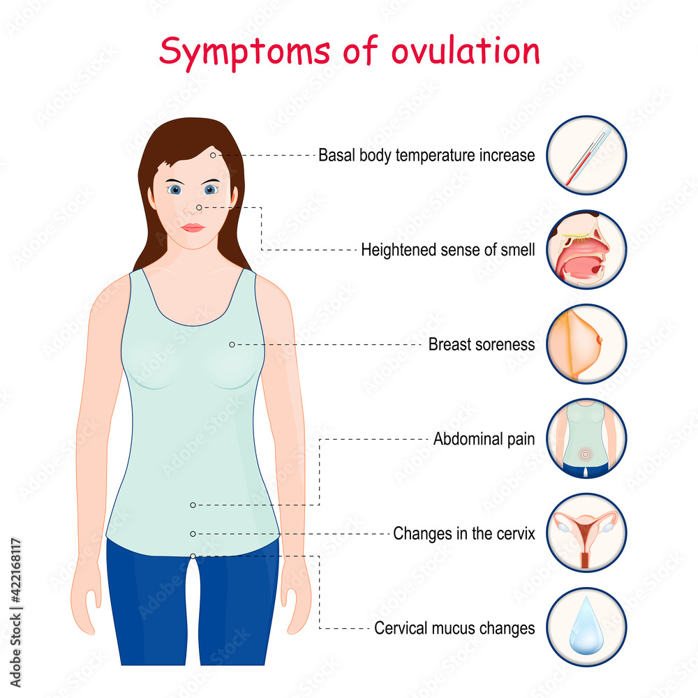 Ovulation symptoms. Stock Vector | Adobe Stock