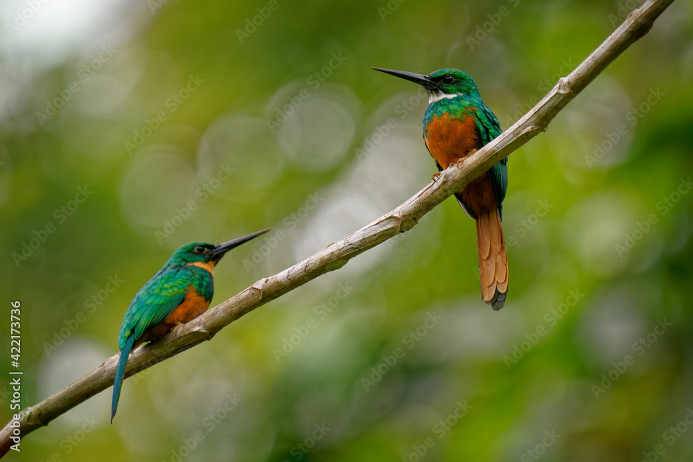 Rufous-tailed jacamar - Galbula ruficauda near-passerine bird breeds in ...