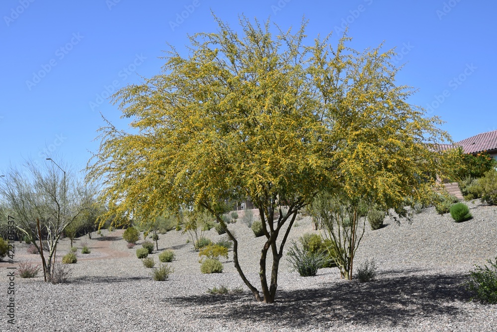 Blooms on bark of a sweet acacia tree Acacia farnesiana Stock Photo ...