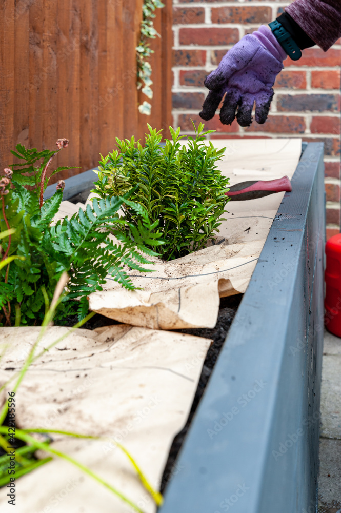 Home gardening. Female gardener spacing new plants into garden planter ...