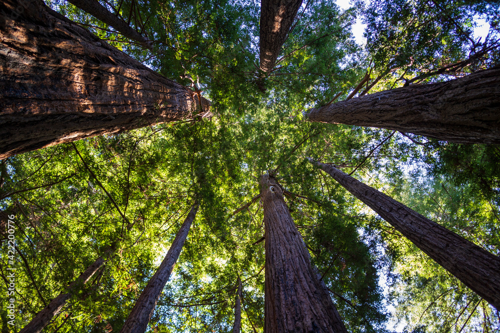 Very Tall Redwood Trees In Forest Stock Photo | Adobe Stock