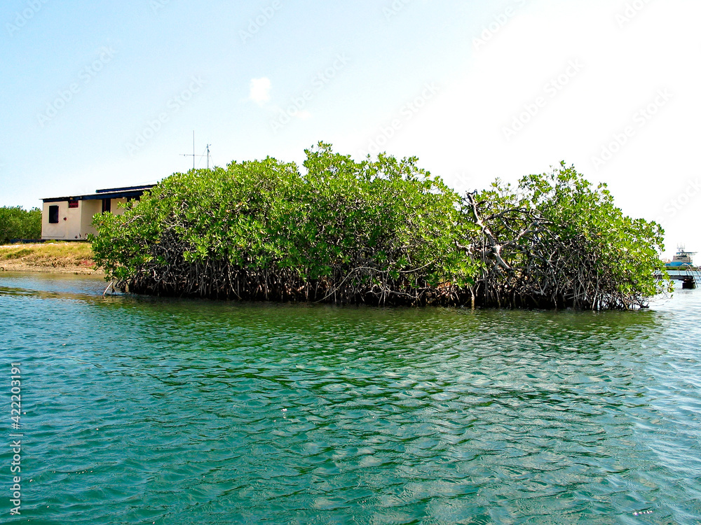 Lush mangroves in an inland lagoon in the Caribbean, most common ...