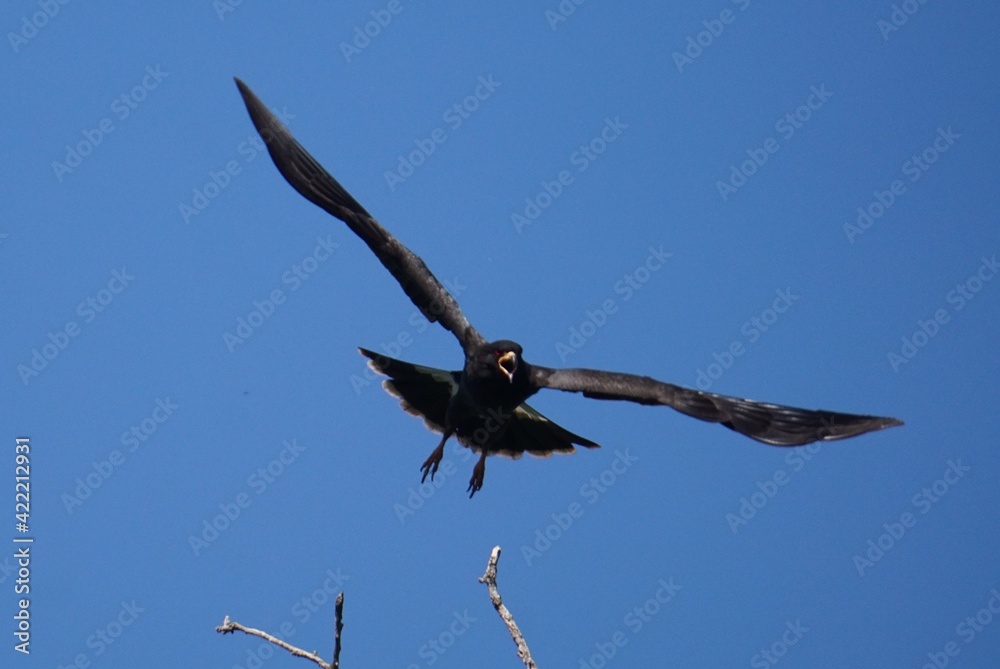 Aguila negra, águila pescadora, gavilán cangrejero grande, urubitinga ...