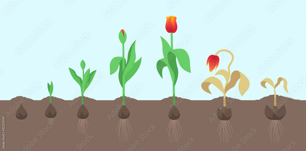 Tulip flower plant. Tulipa gesneriana. Growth stages. Growing period ... Tulip flower plant. Tulipa gesneriana. Growth stages. Growing period ...